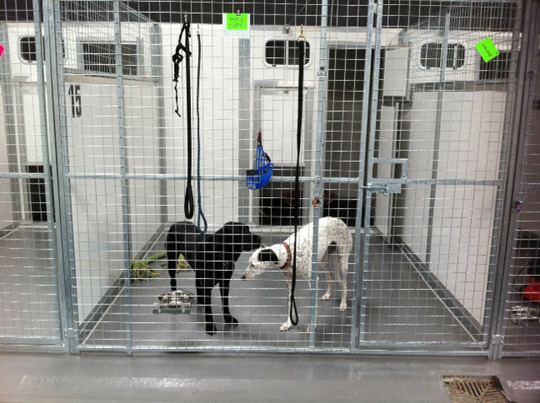 Stanmaur Farm Boarding Kennels